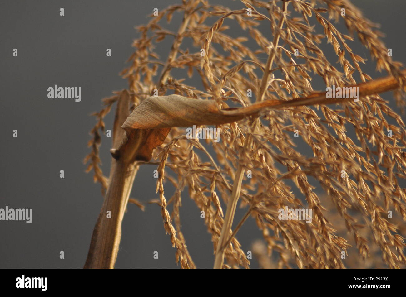 dried corn plant on grey background Stock Photo - Alamy