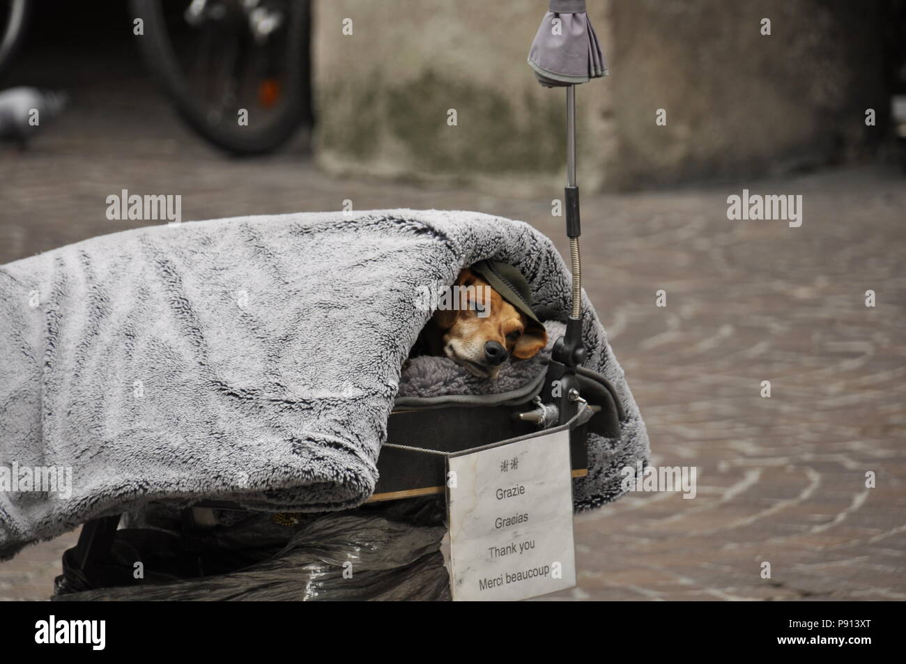 tiny dog wearing a hut in a buggy in the center of a town Stock Photo ...