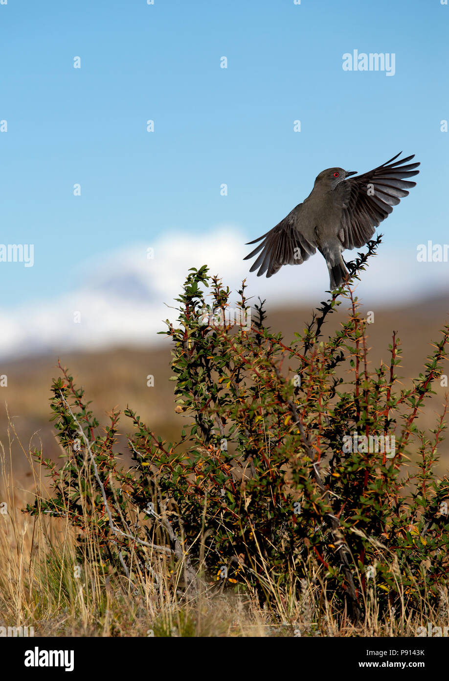 Fire eyed diucon xolmis pyrope hi-res stock photography and images - Alamy