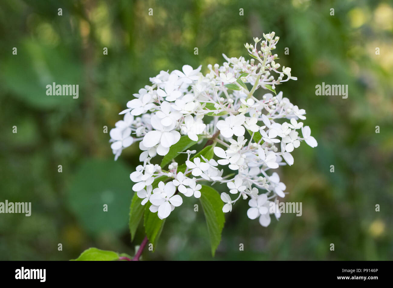 Hydrangea paniculata Vanilla Fraise' flowers Stock Photo - Alamy