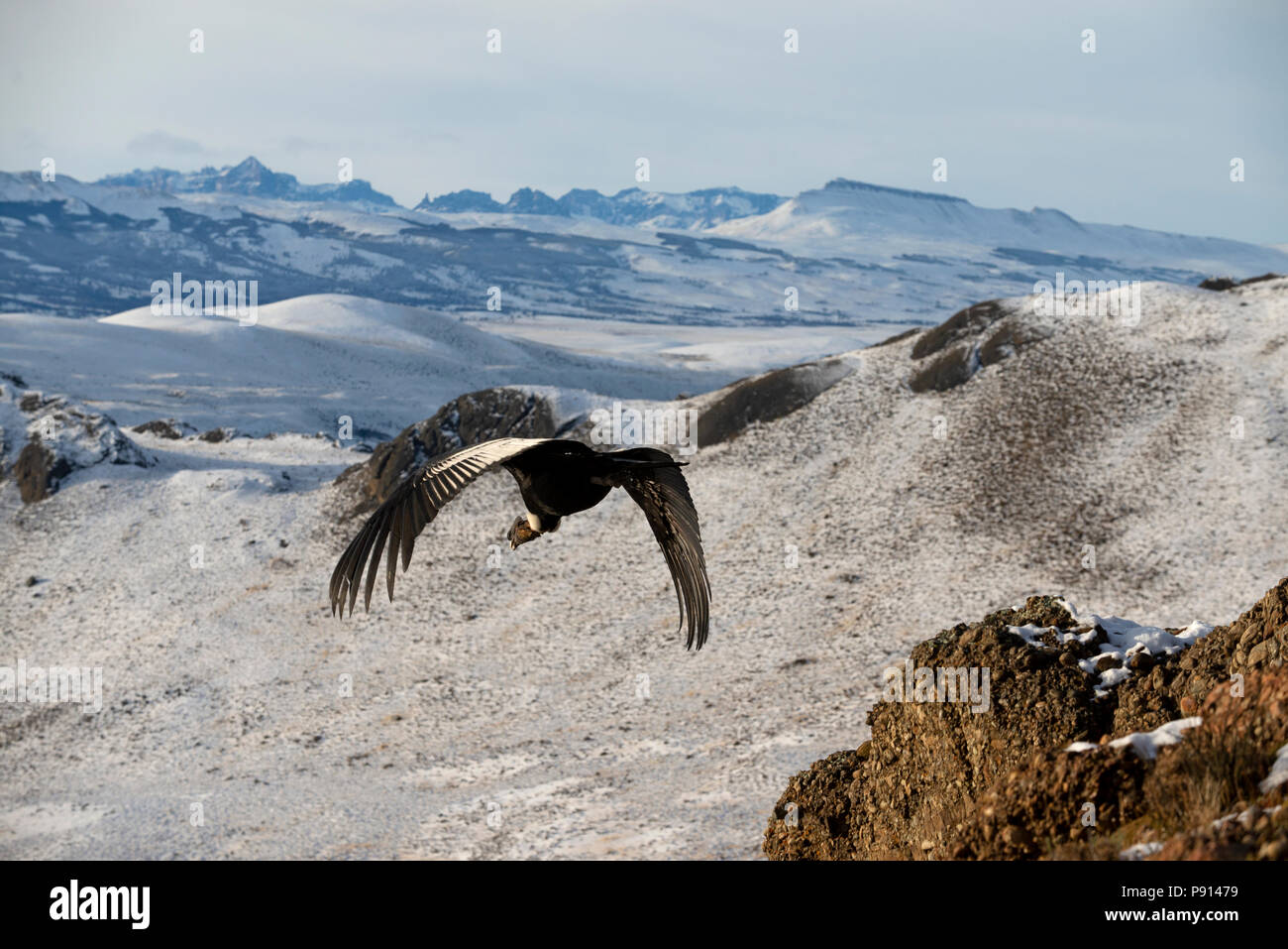 Adult Andean Condor in flight over winter landscape,shortly after ...