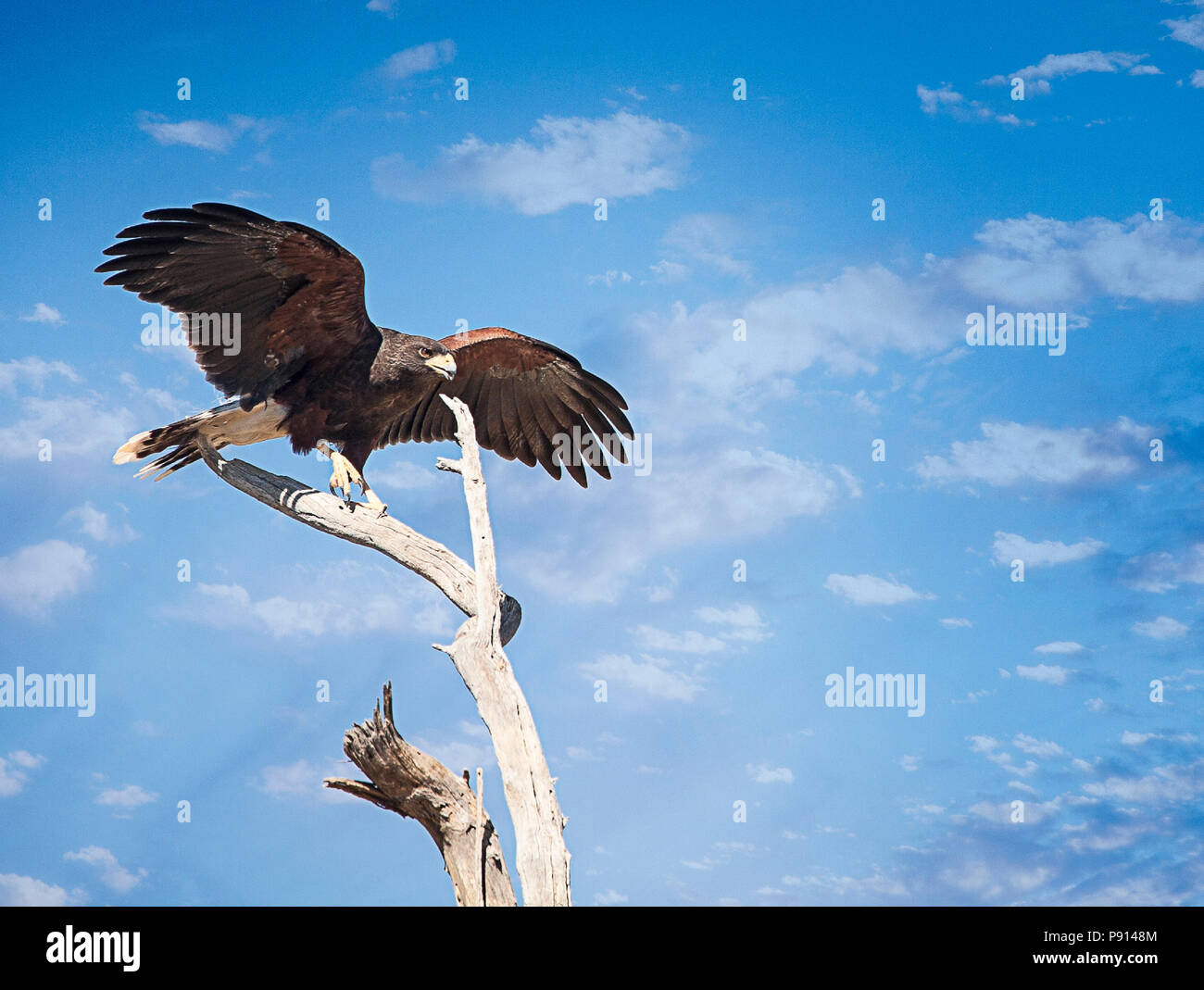 Arizona raptor hi-res stock photography and images - Alamy