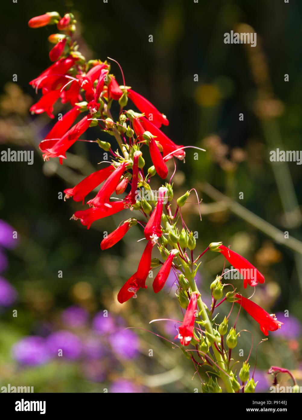 Firecracker Penstemon with Brilliant Red Blossoms Stock Photo - Alamy
