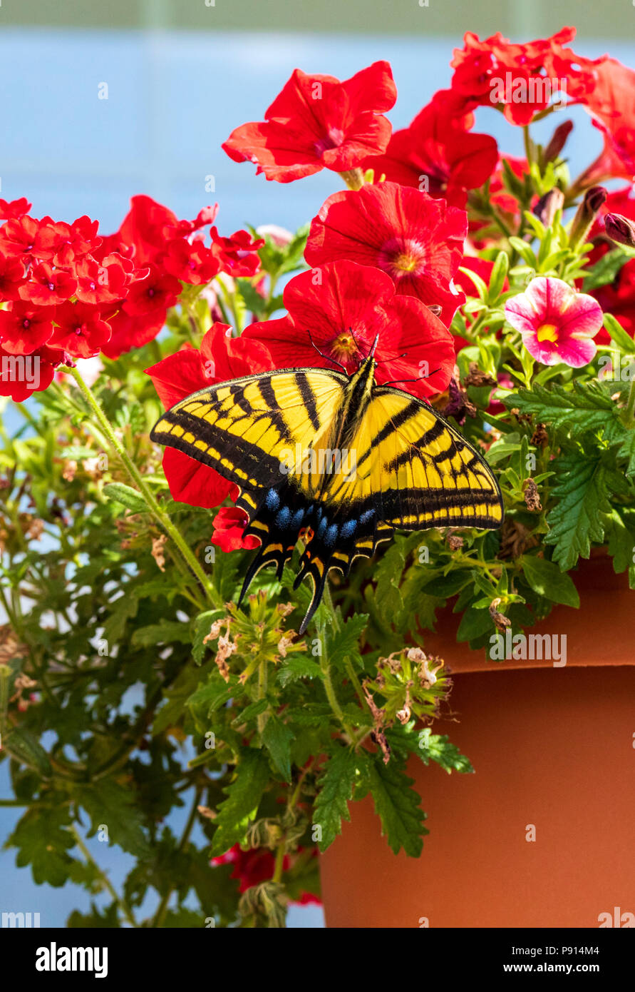 Large yellow Monarch butterfly; monarch; Danaus plexippus; milkweed ...