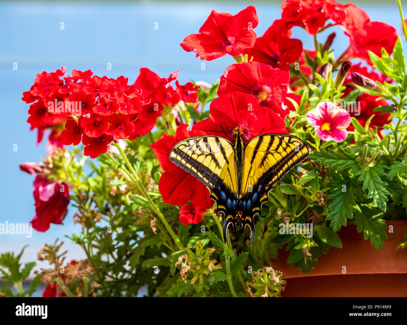 Large yellow Monarch butterfly; monarch; Danaus plexippus; milkweed ...