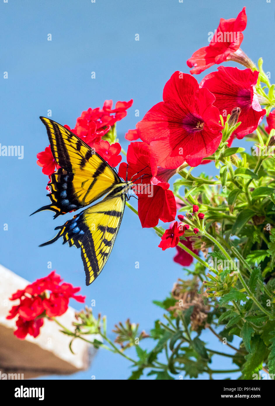 Large yellow Monarch butterfly; monarch; Danaus plexippus; milkweed ...