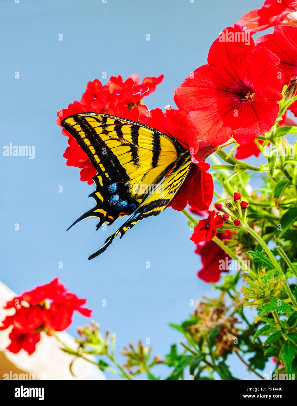 Large yellow Monarch butterfly; monarch; Danaus plexippus; milkweed ...
