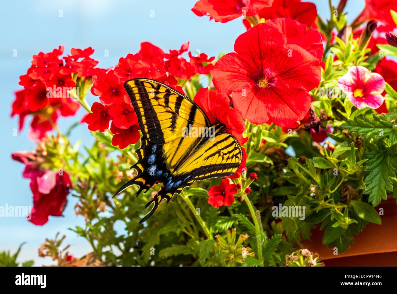 Large yellow Monarch butterfly; monarch; Danaus plexippus; milkweed ...