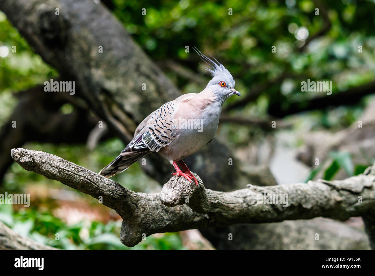 Australian native pigeon hi-res stock photography and images - Alamy