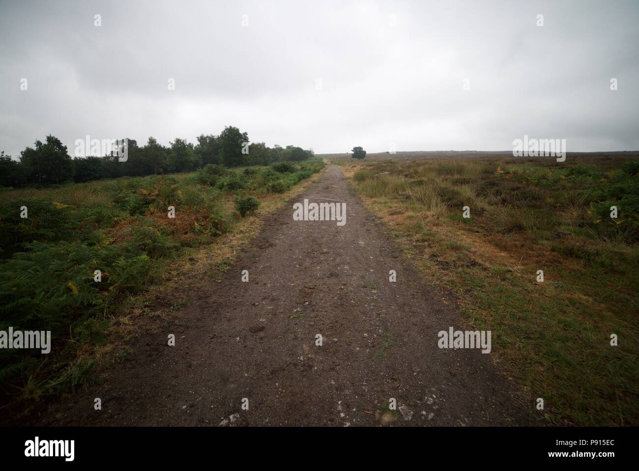 A path going through the moorlands at Birchen Edge in the Peak District ...