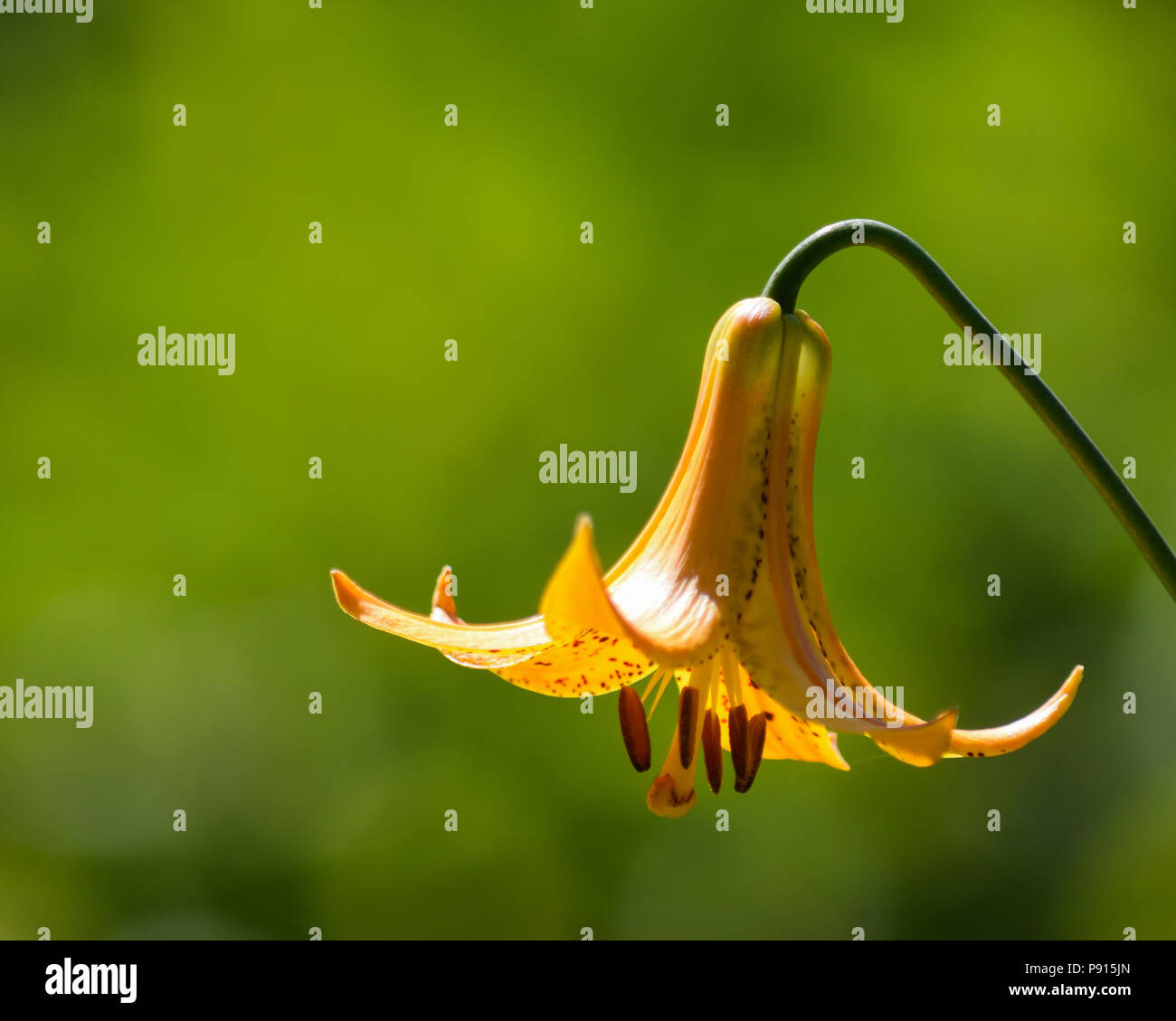 Canada lily hi-res stock photography and images - Alamy