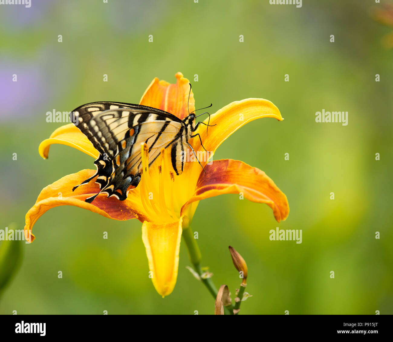 Butterfly inside of a lily hi-res stock photography and images - Alamy