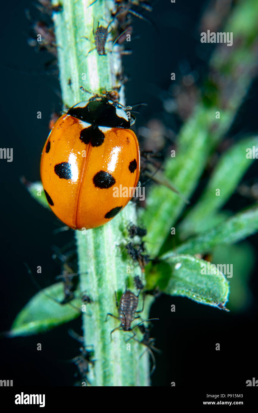 Ladybug on a plant with plant lice Stock Photo - Alamy
