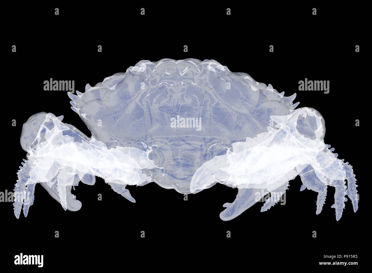 X-ray dark-finger coral crab isolated. 3d render Stock Photo - Alamy