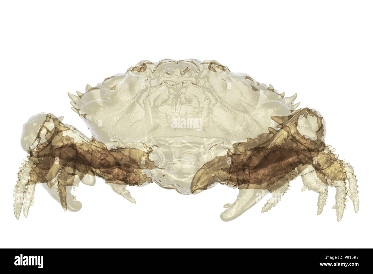 X-ray dark-finger coral crab isolated. 3d render Stock Photo - Alamy