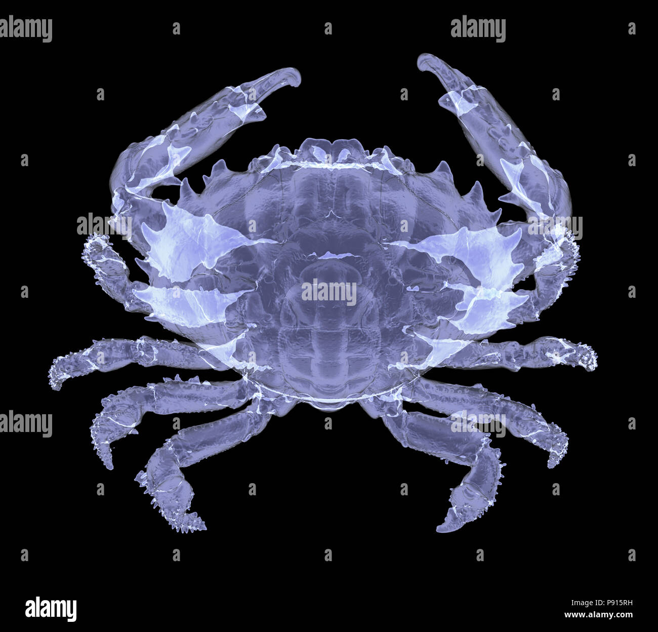 X-ray dark-finger coral crab isolated. 3d render Stock Photo - Alamy