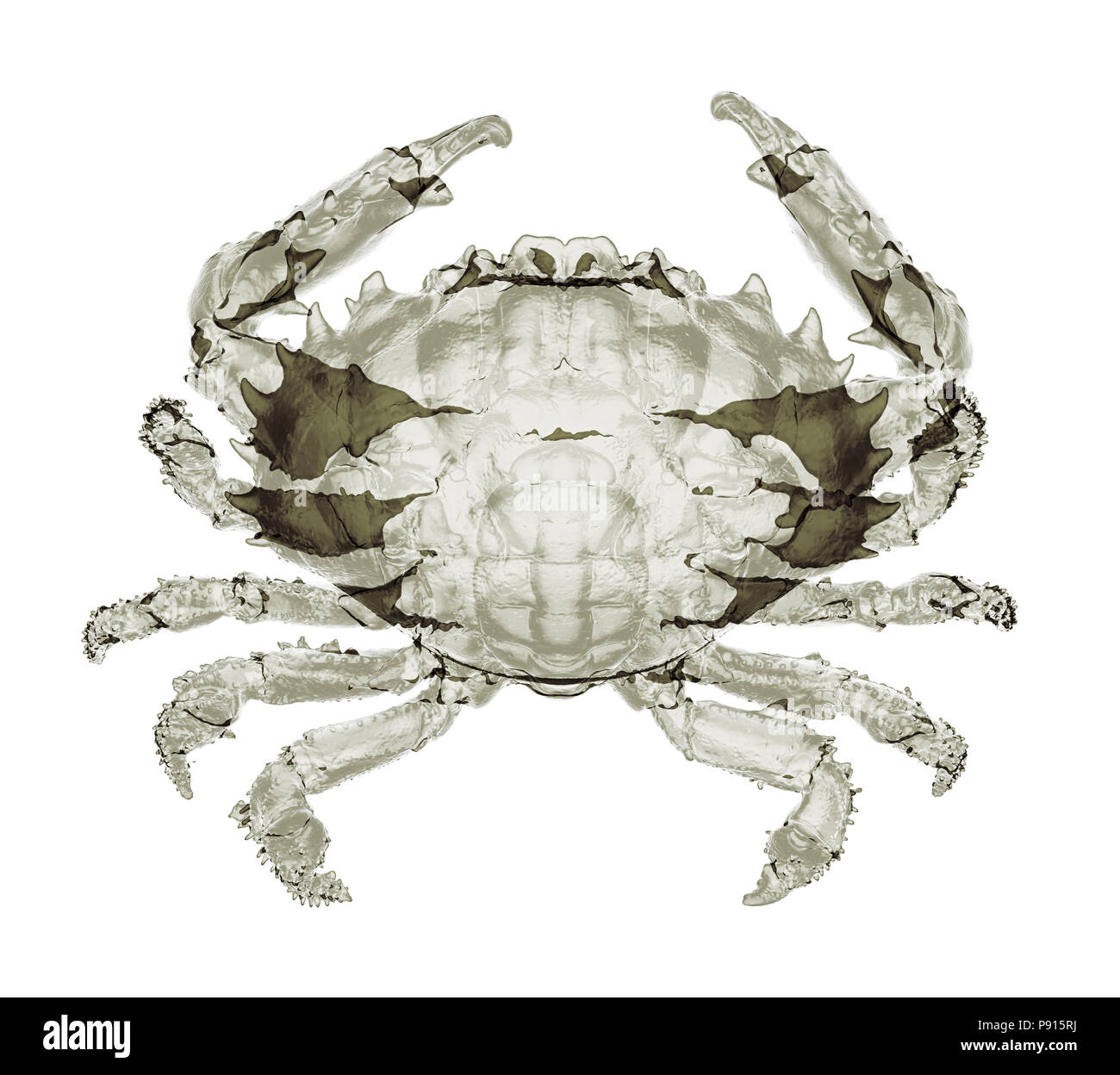 X Ray Crab High Resolution Stock Photography and Images - Alamy