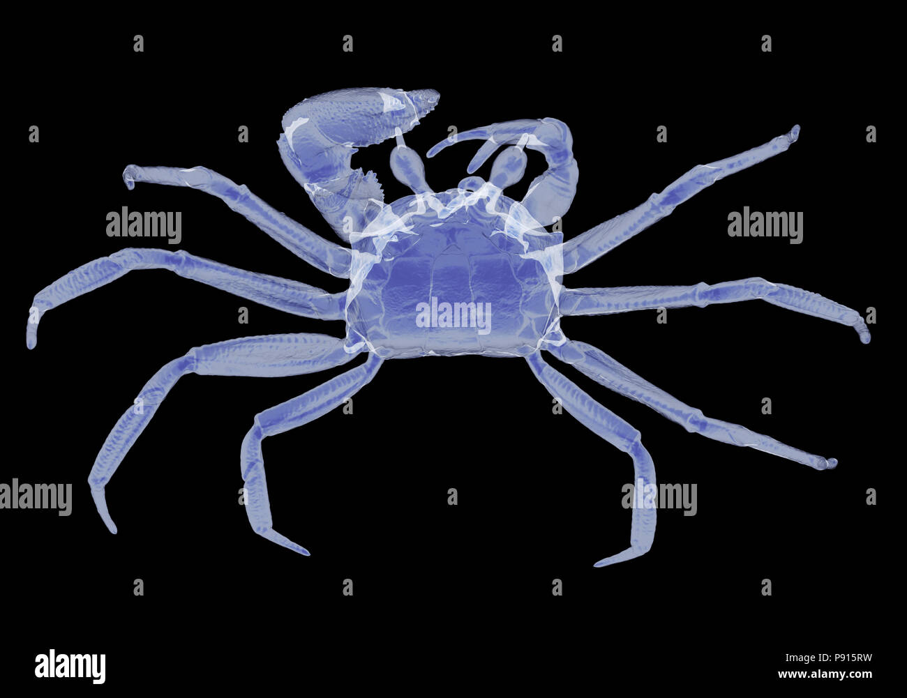 X Ray Crab High Resolution Stock Photography and Images - Alamy