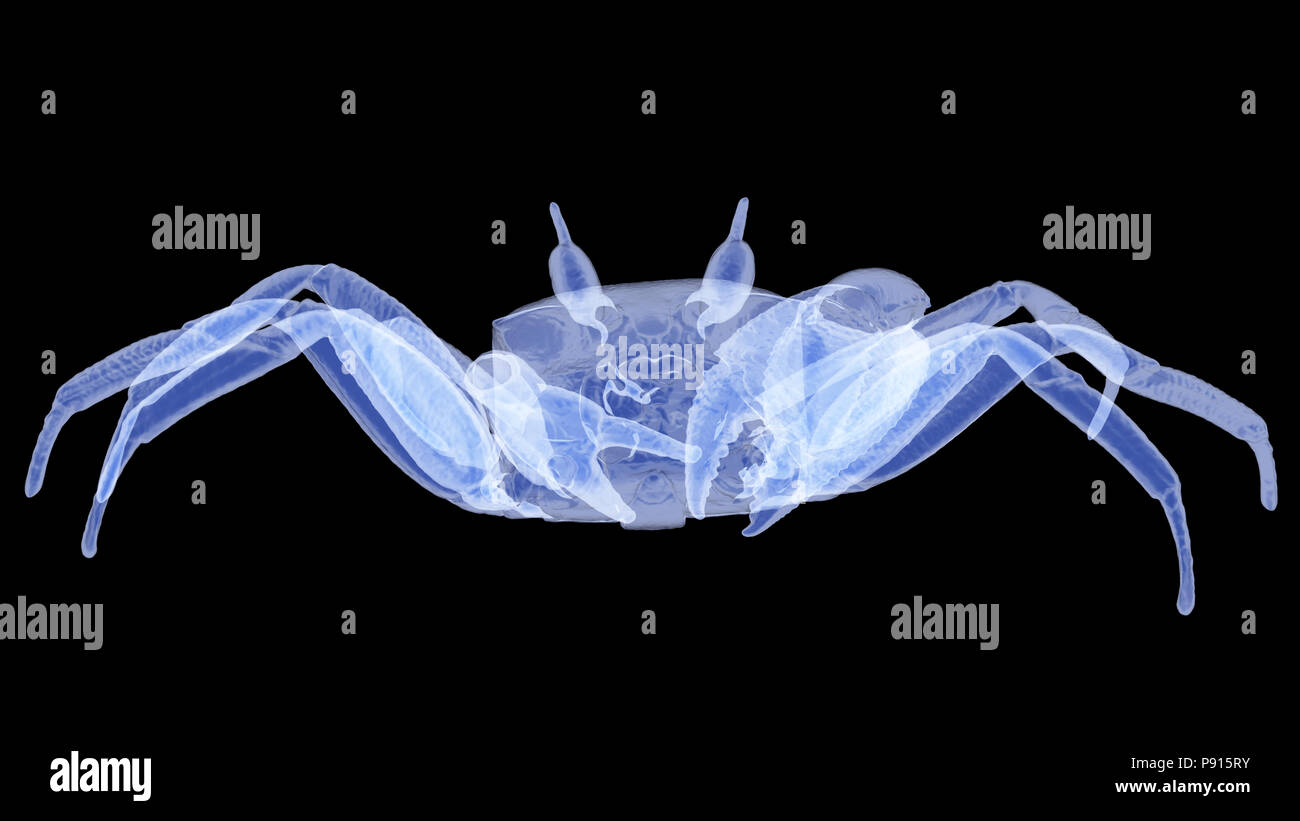 X ray crab hi-res stock photography and images - Alamy