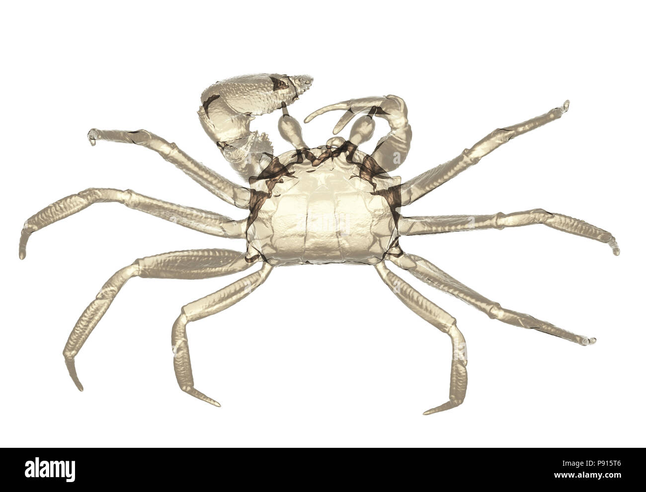 X-ray ghost crab isolated. 3d render Stock Photo - Alamy