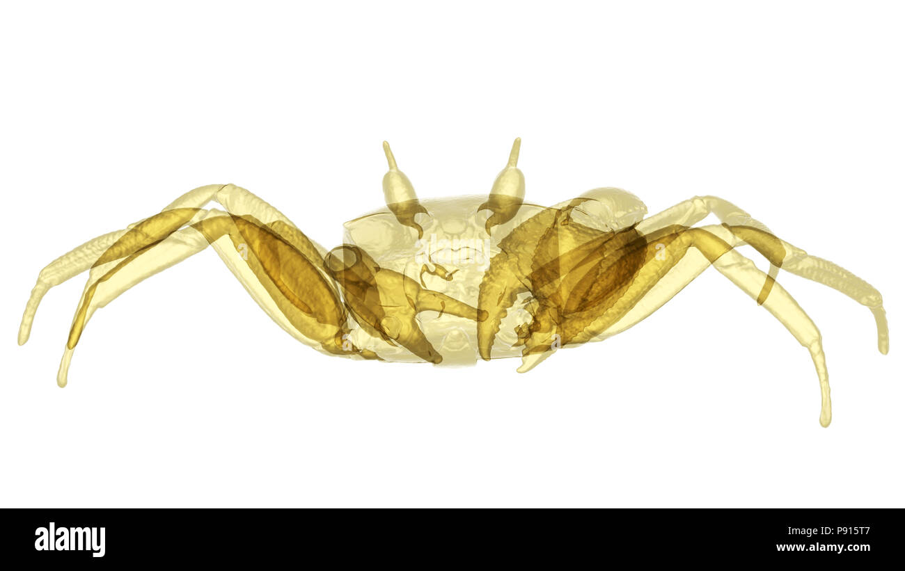 X ray ghost crab hi-res stock photography and images - Alamy