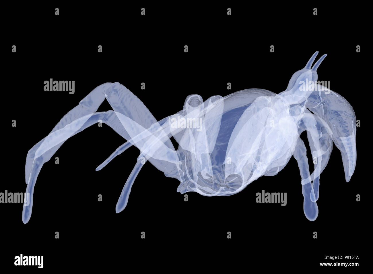 X Ray Crab High Resolution Stock Photography and Images - Alamy