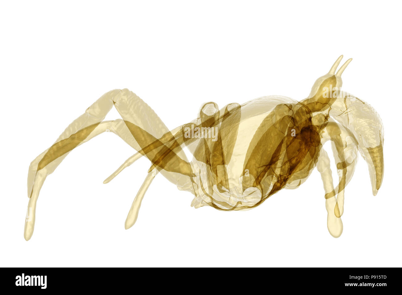 X Ray Crab High Resolution Stock Photography and Images - Alamy
