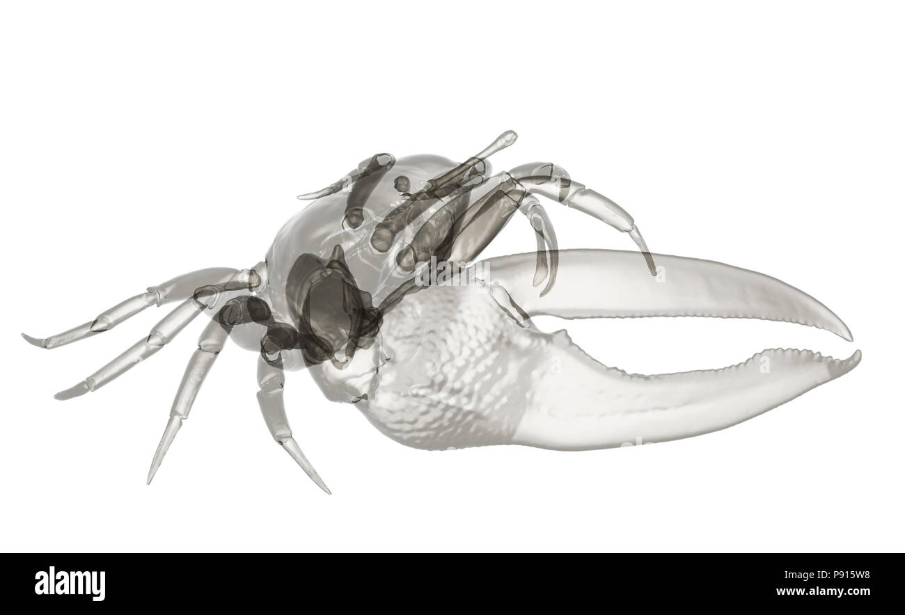X-ray fiddler crab isolated. 3d render Stock Photo - Alamy