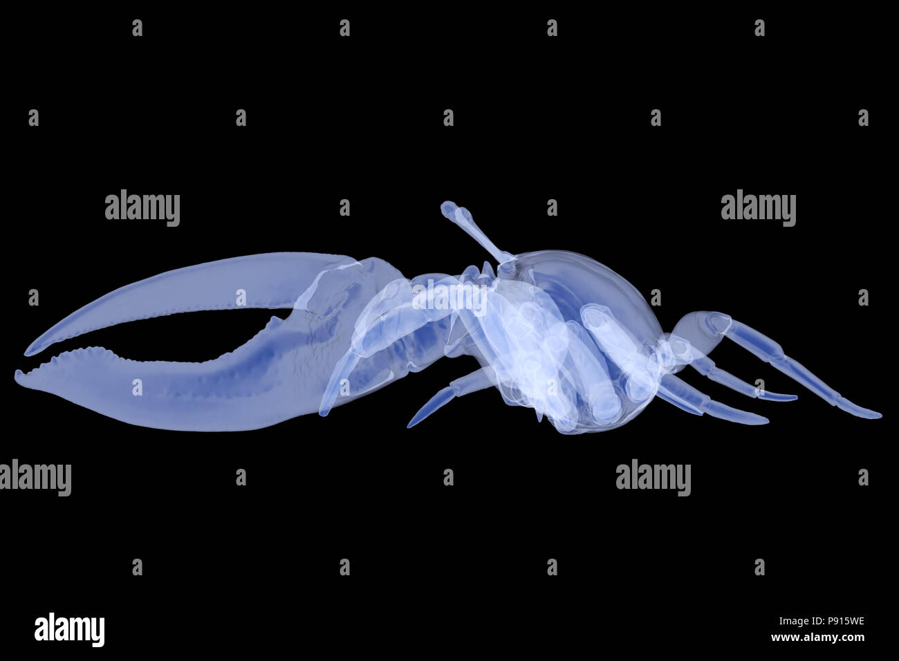 X-ray fiddler crab isolated. 3d render Stock Photo - Alamy