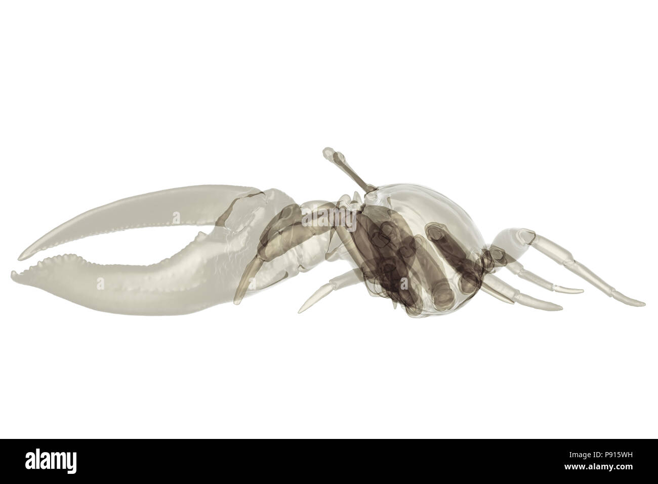 X Ray Crab High Resolution Stock Photography and Images - Alamy