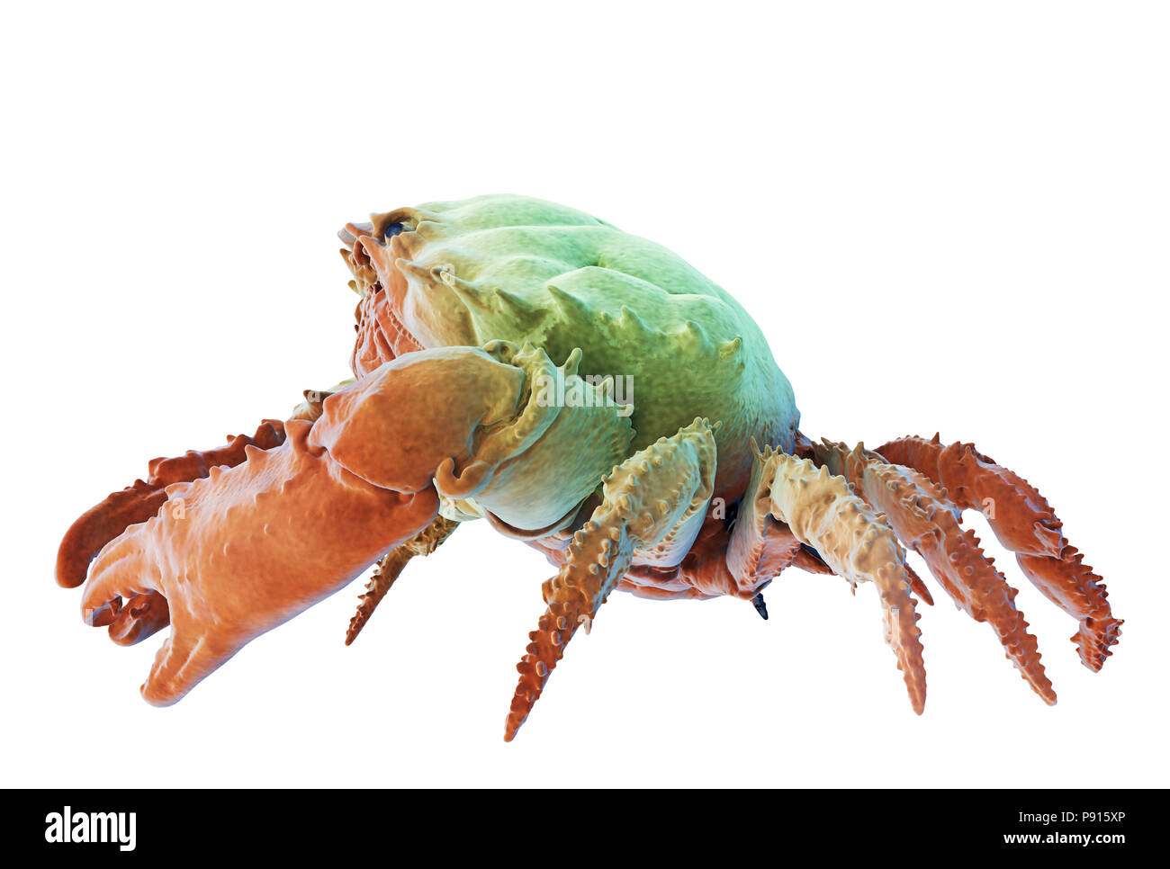 Dark-finger coral crab isolated on white. Include clipping path. 3d ...