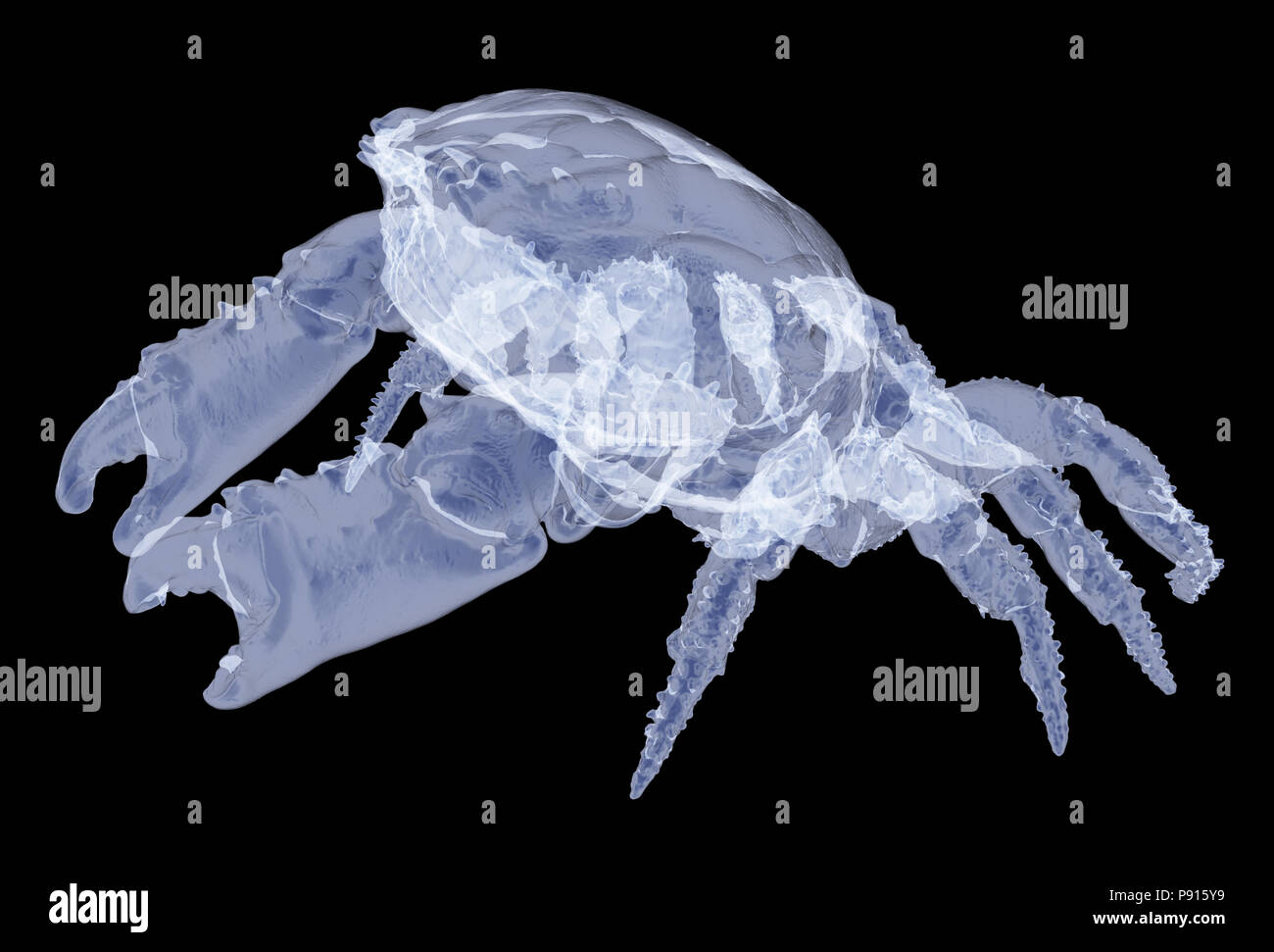 X-ray dark-finger coral crab isolated. 3d render Stock Photo - Alamy