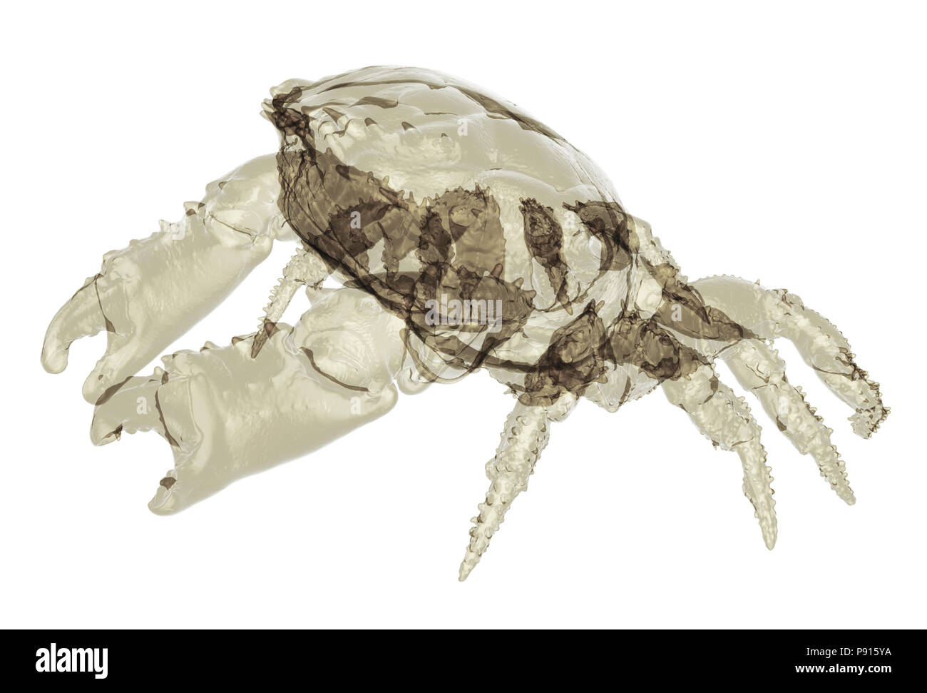 X-ray dark-finger coral crab isolated. 3d render Stock Photo - Alamy