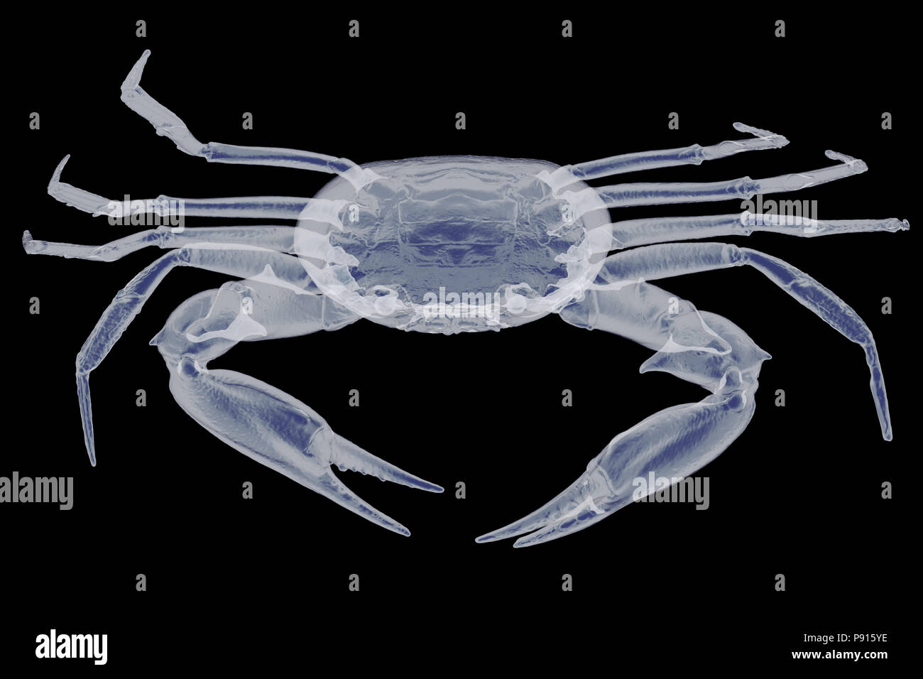 X-ray crab isolated. 3d render Stock Photo - Alamy