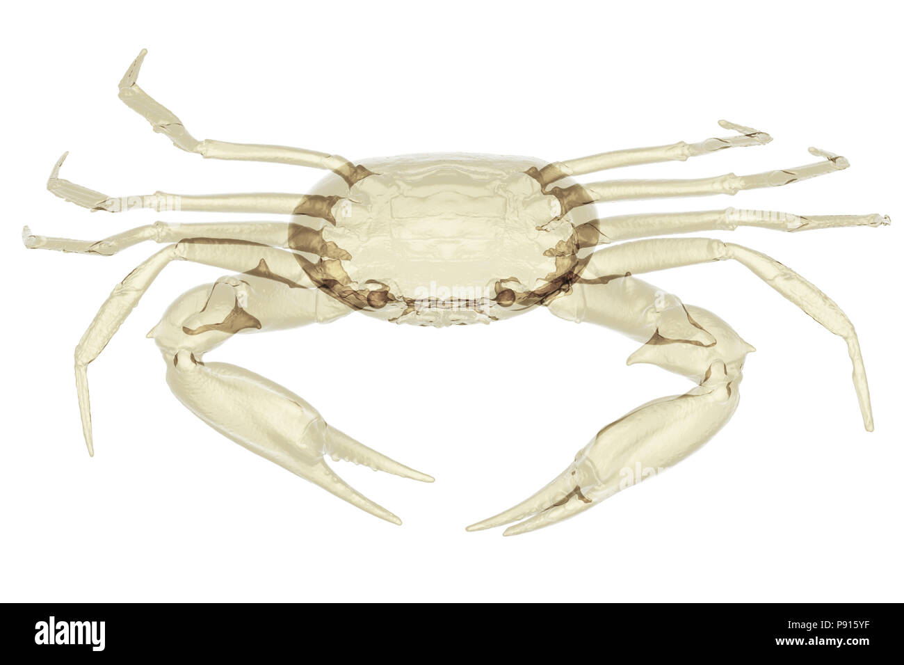 X-ray crab isolated. 3d render Stock Photo - Alamy