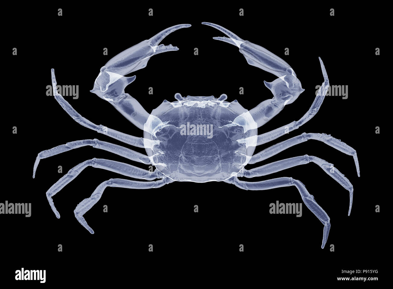 X-ray crab isolated. 3d render Stock Photo - Alamy