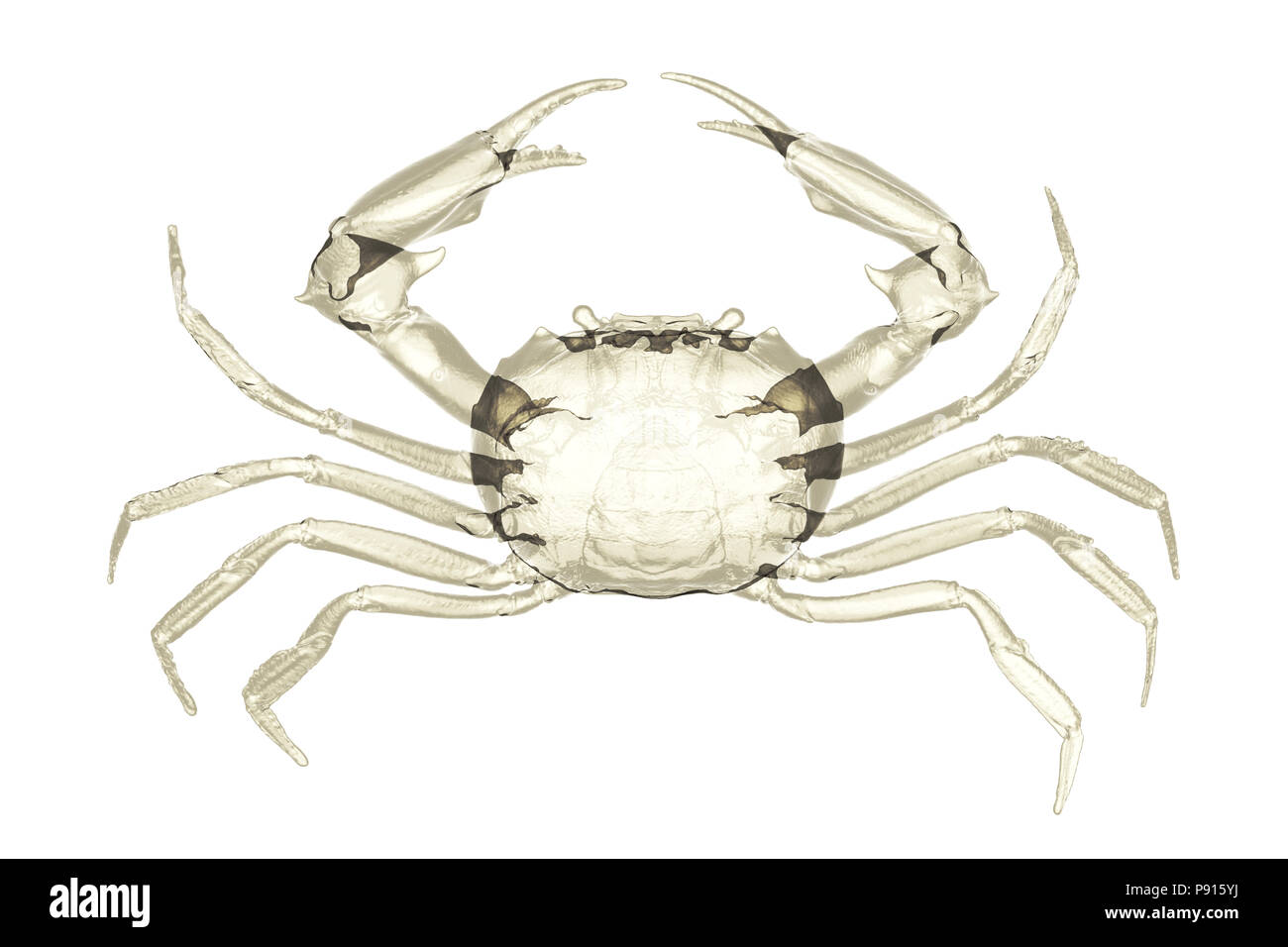 X Ray Crab High Resolution Stock Photography and Images - Alamy