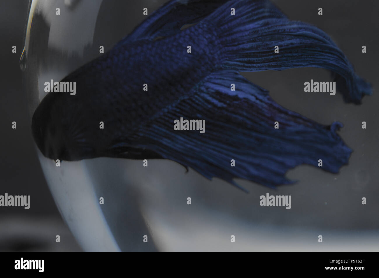 beatiful photo for blue fish Stock Photo - Alamy