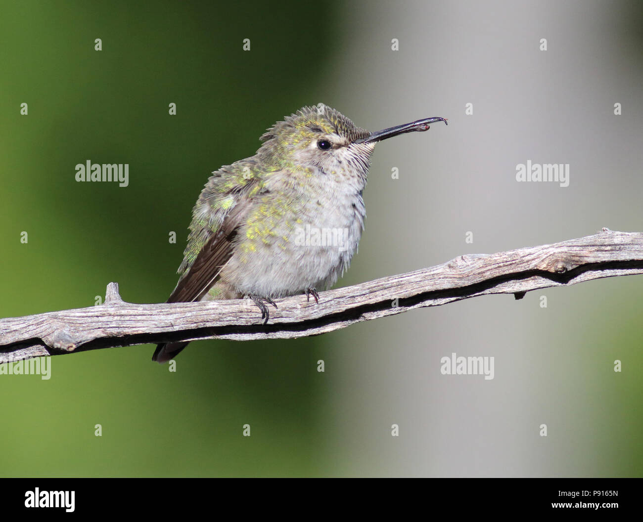 Anna's Hummingbird November 10th, 2015 Santa Rita Lodge, Madera Canyon ...