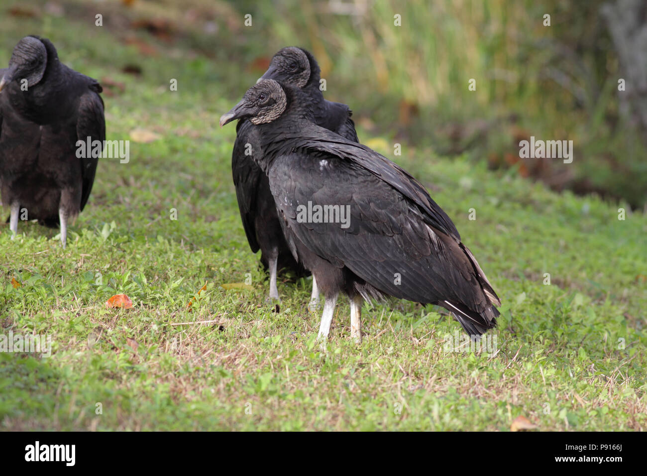 Black vulture profile hi-res stock photography and images - Alamy