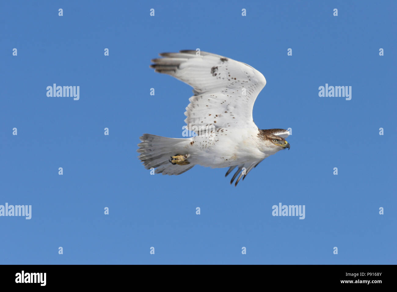 Ferruginous Hawk -- December 9th, 2005 -- Fort Pierre National ...