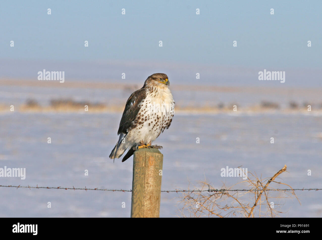 H is hawk hi-res stock photography and images - Alamy