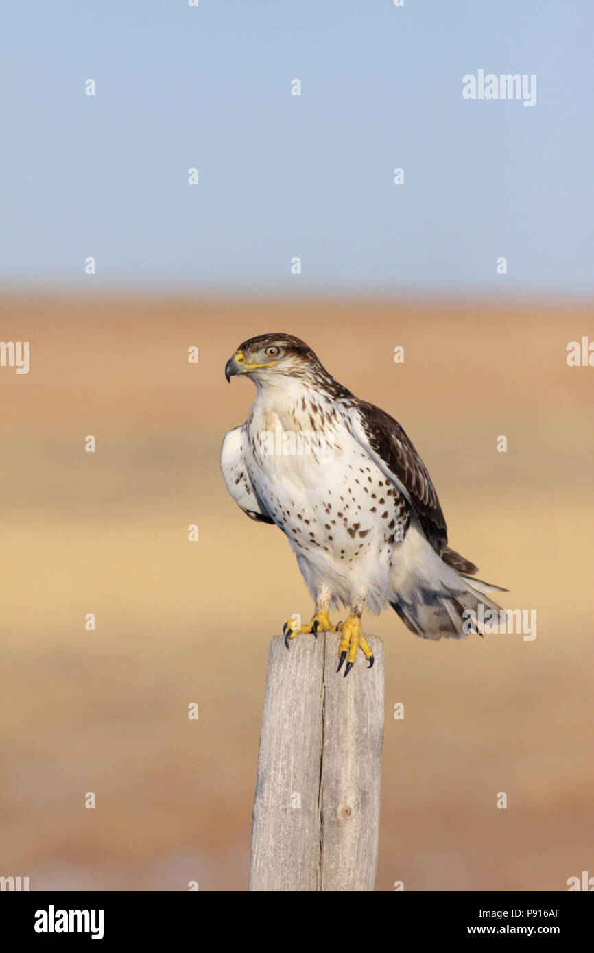 Grasslands hawk hi-res stock photography and images - Alamy