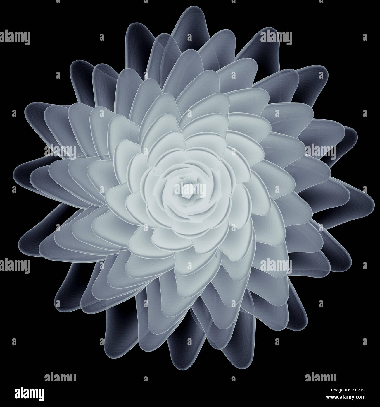 X ray flower hi-res stock photography and images - Alamy
