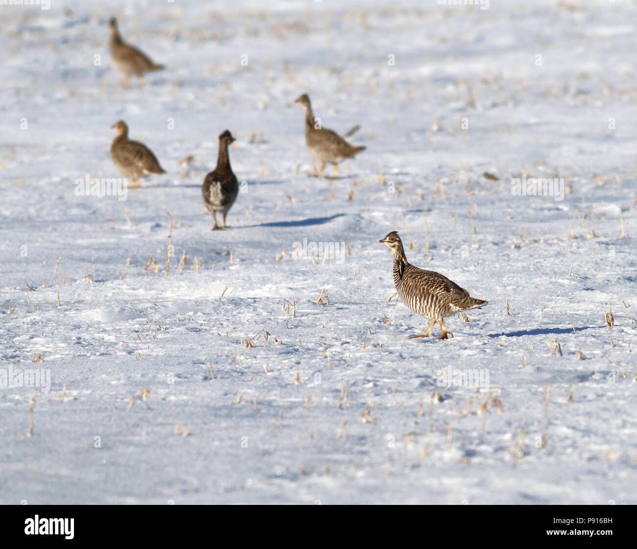 Fort pierre national grasslands hi-res stock photography and images - Alamy