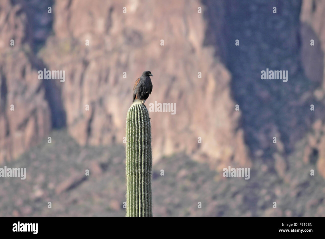 Harris hawk cactus hi-res stock photography and images - Alamy