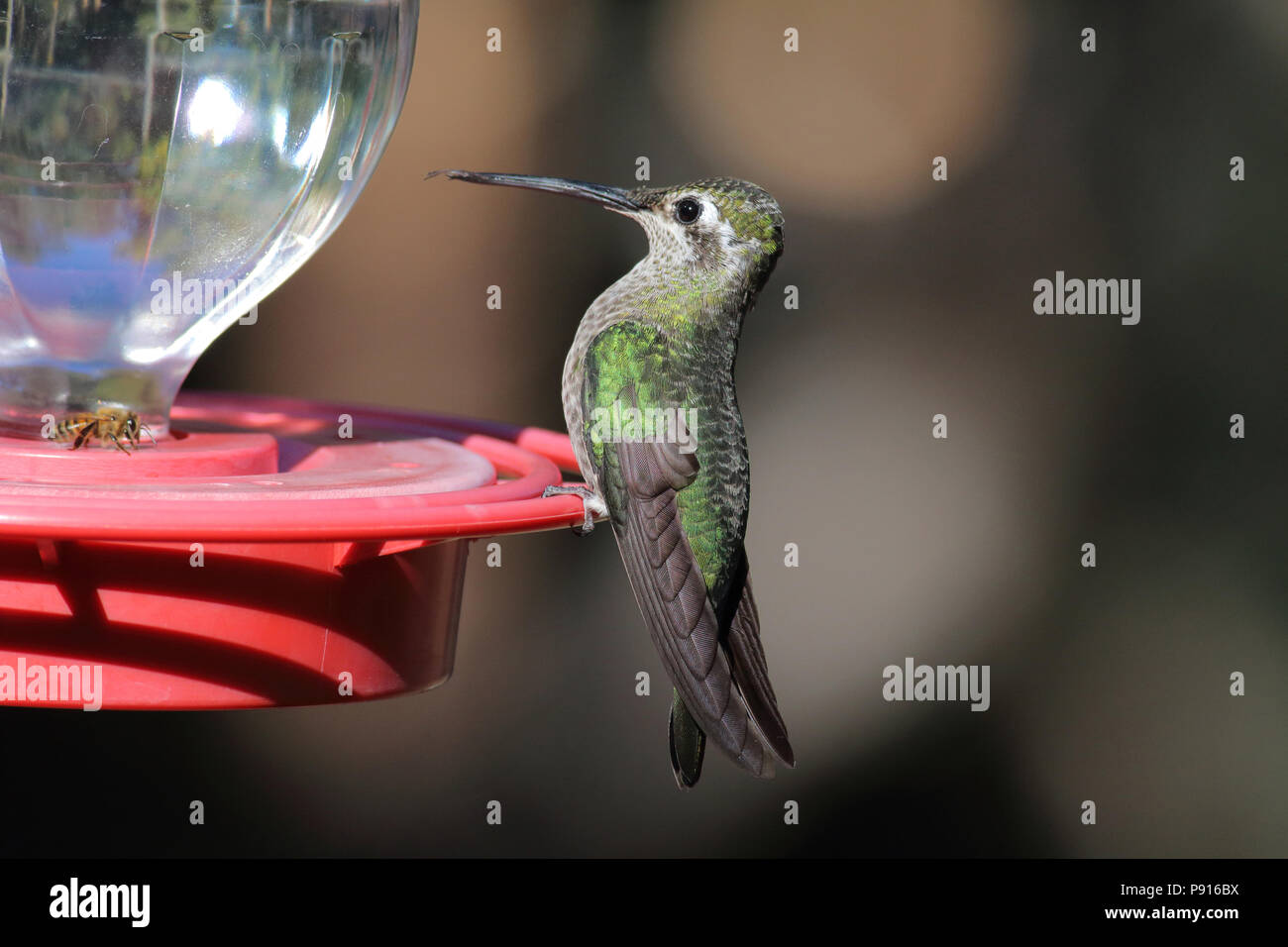 Magnificent (Rivoli's) Hummingbird November 9th, 2015 Santa Rita Lodge ...