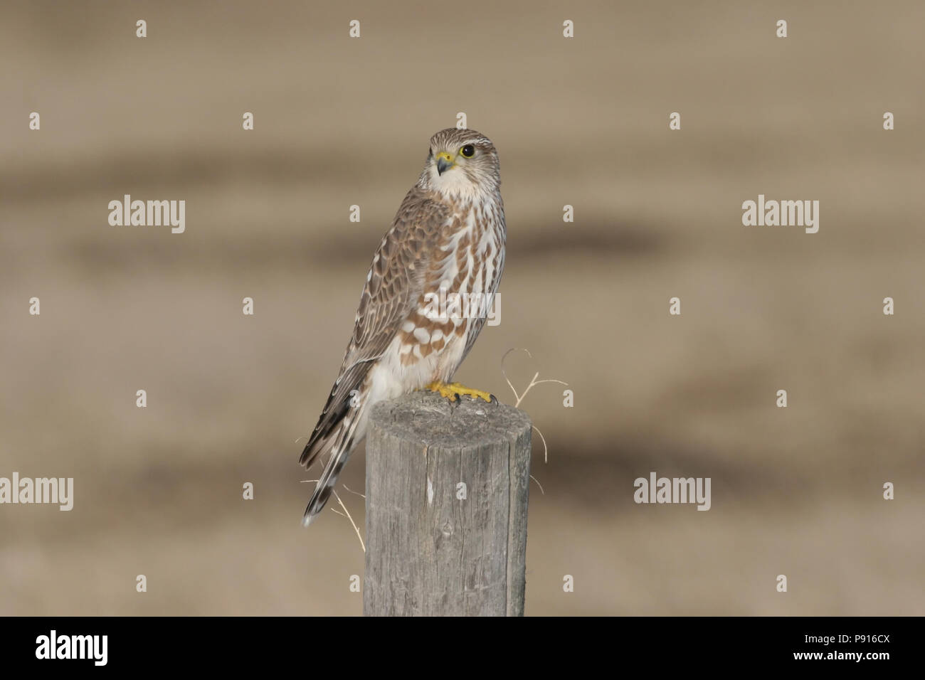 Female merlin hi-res stock photography and images - Alamy