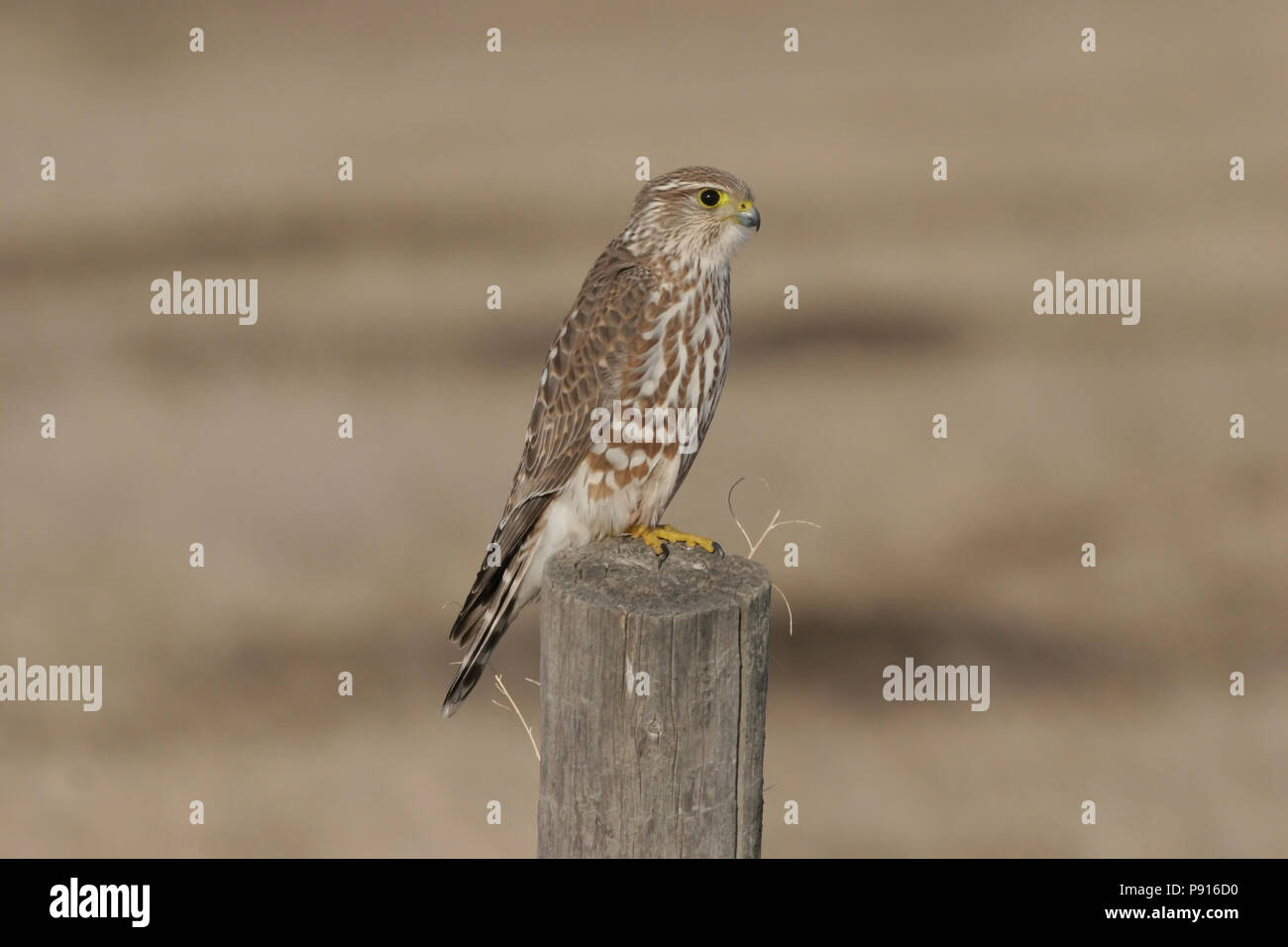 Female Merlin, taken near Presho, South Dakota Stock Photo - Alamy