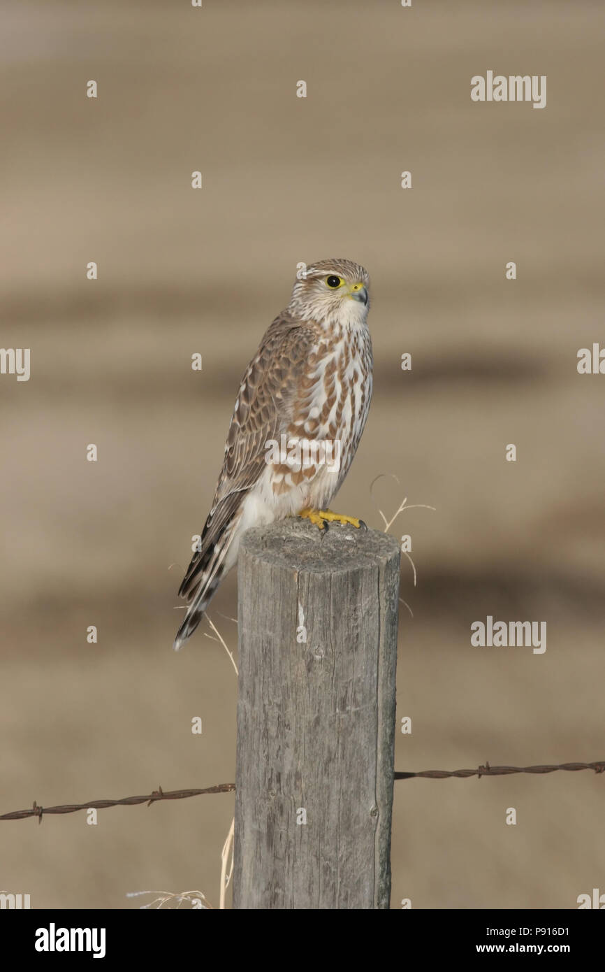 Female merlin hi-res stock photography and images - Alamy